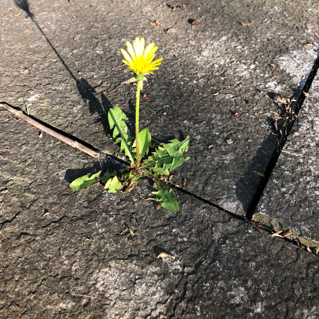 Small, from nature, and full of delight! SMALL WONDERS! – Lovbird Design